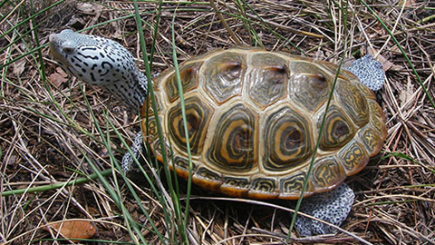 terrapins. Photo provided by Tony Mills and the Coastal Kingdom. Terrapins