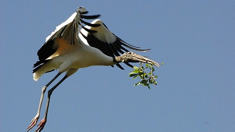 Wood storks can be seen gracefully soaring over marshes or feed