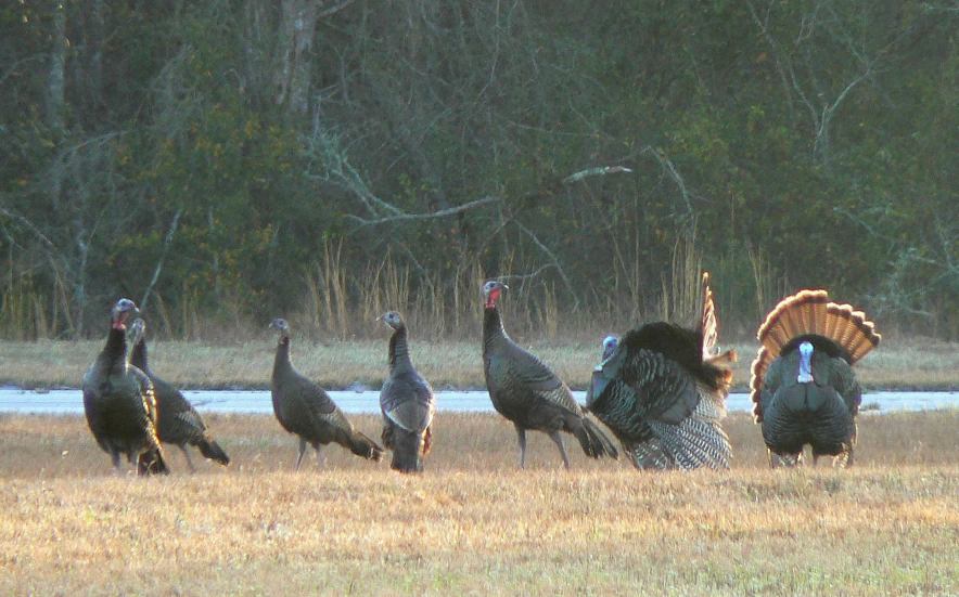 wild turkey living in and loving our area, just like we do! With ...