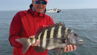 sheepshead, the fish with human teeth! Sheepshead can be found along th